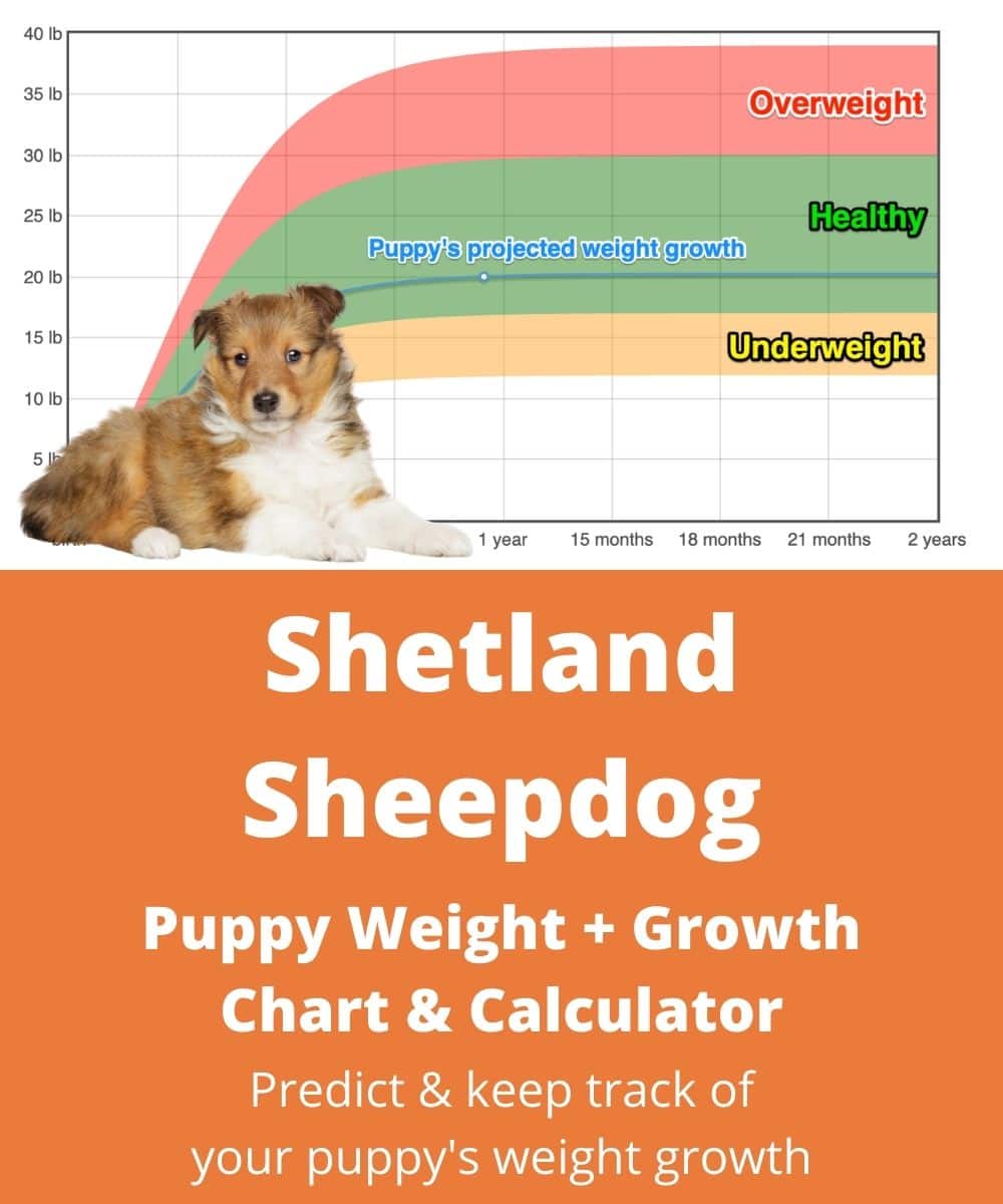 Shetland Sheepdog Weight+Growth Chart 2025 - How Heavy Will My Shetland ...