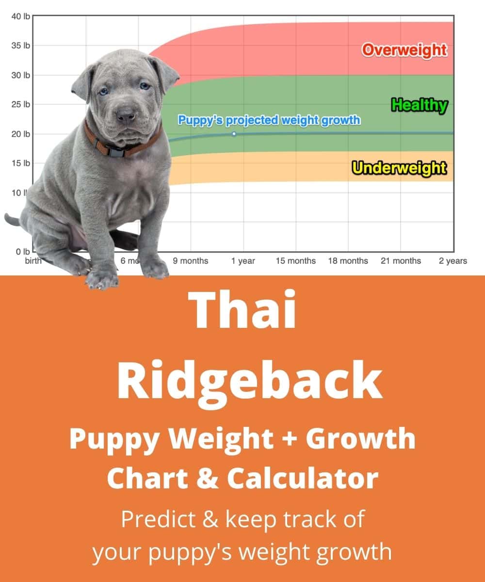 Thai Ridgeback Weight+Growth Chart 2025 - How Heavy Will My Thai ...