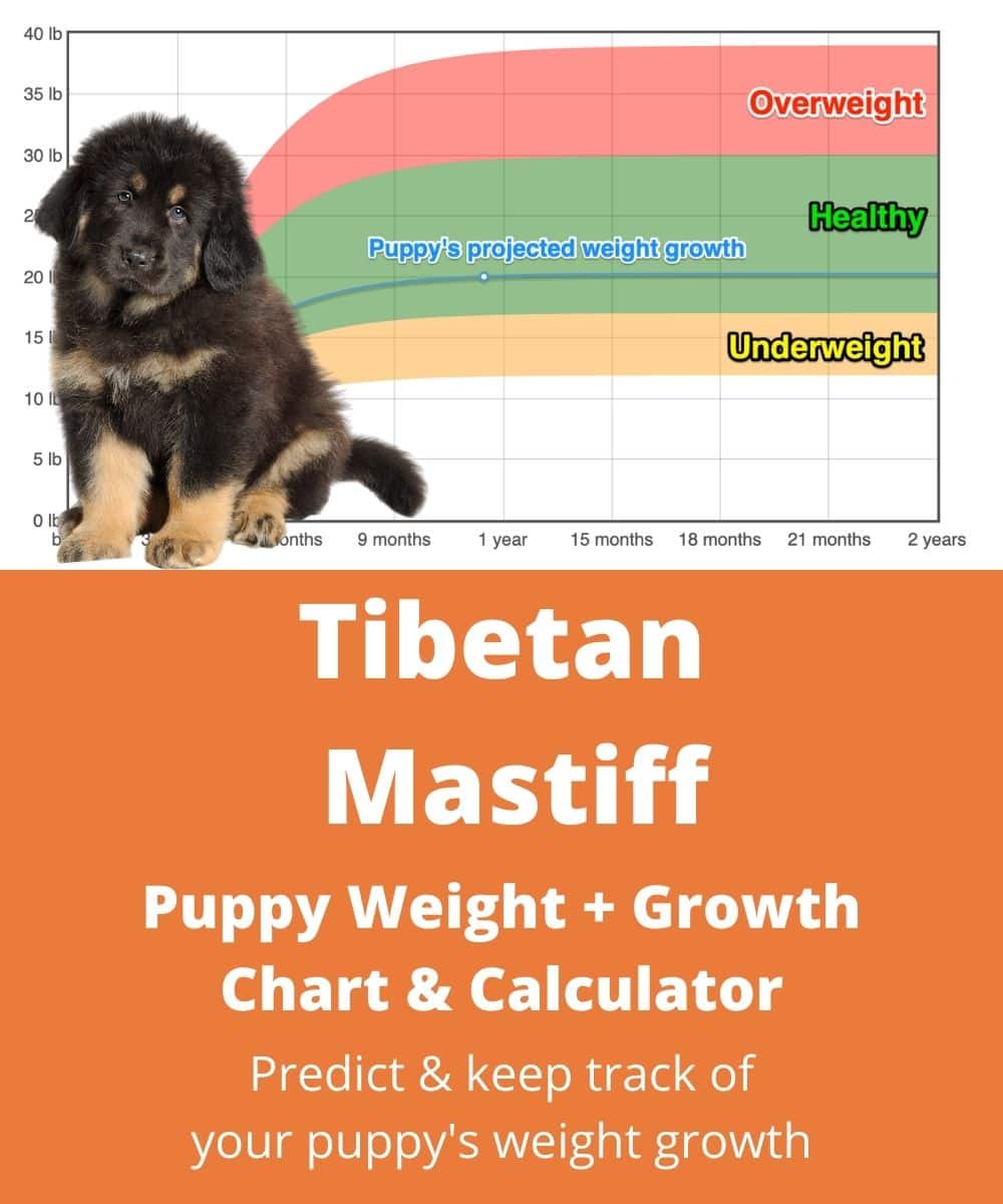 How Much Does A Full Grown Tibetan Mastiff Weigh
