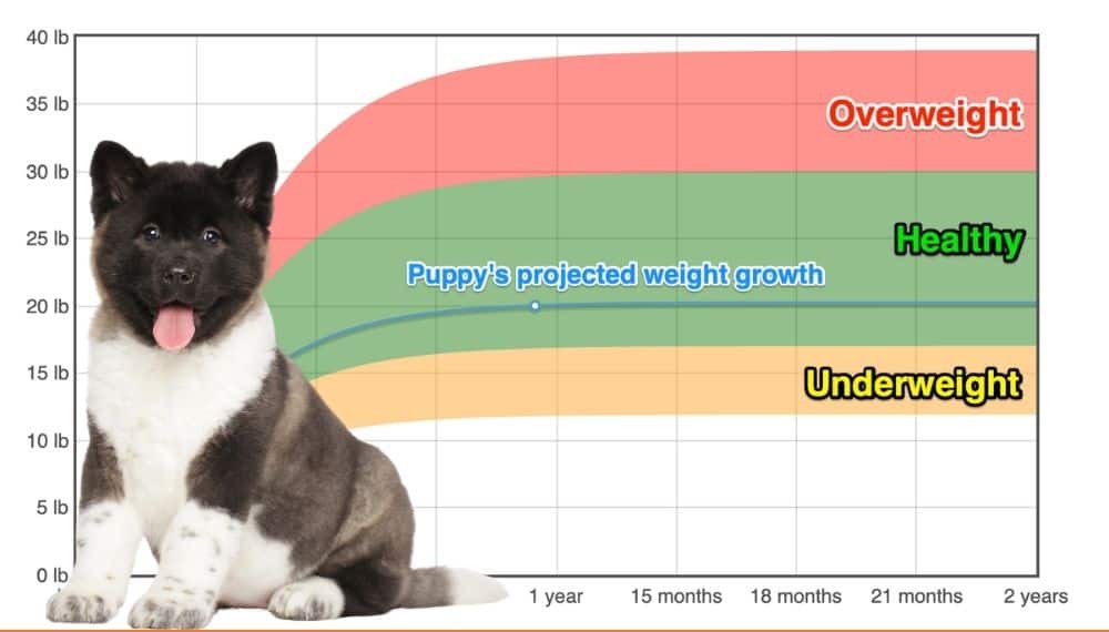 American Akita Weight+Growth Chart 2025 - How Heavy Will My American ...