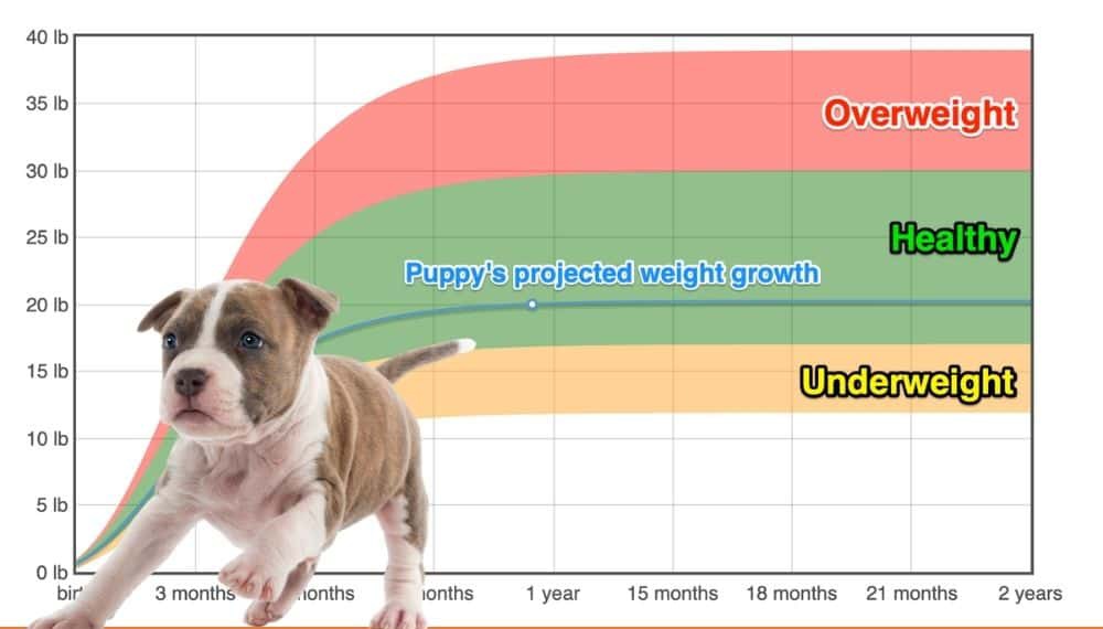 American Staffordshire Terrier Weight+Growth Chart 2025 - How Heavy ...