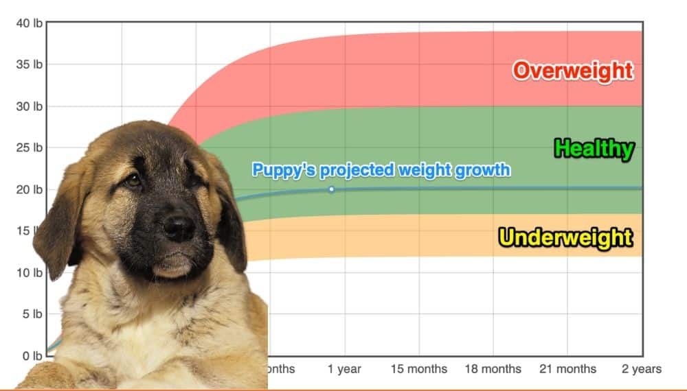 Kangal Dog Weight+Growth Chart 2025 - How Heavy Will My Kangal Dog ...