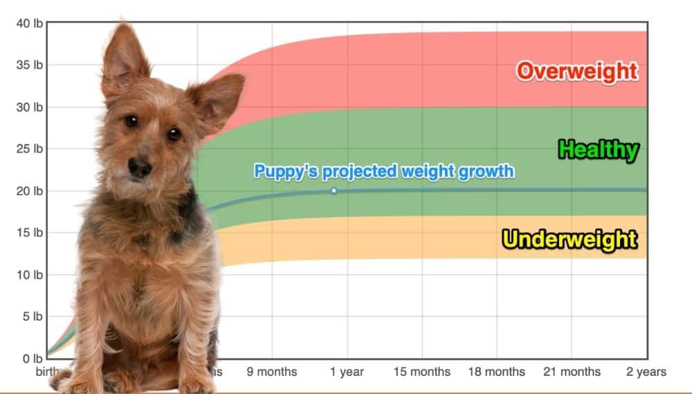 Australian Terrier Weight+Growth Chart 2025 - How Heavy Will My ...