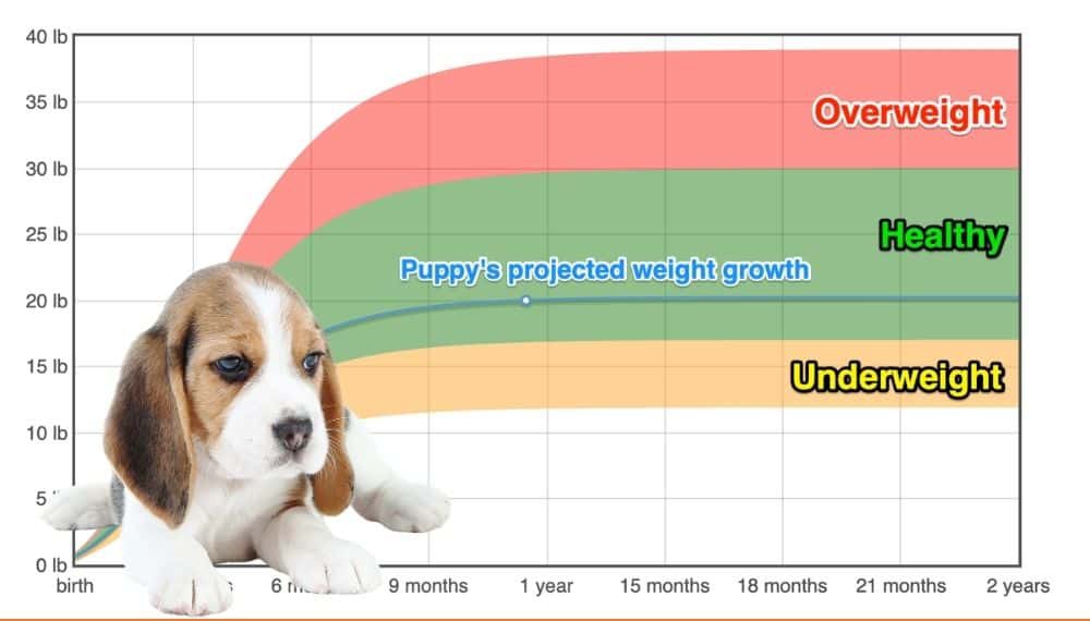 Beagle Weight Growth Chart 2023 How Heavy Will My Beagle Weigh The Beagle Weight Growth Chart 2023 How Heavy Will My Beagle Weigh The