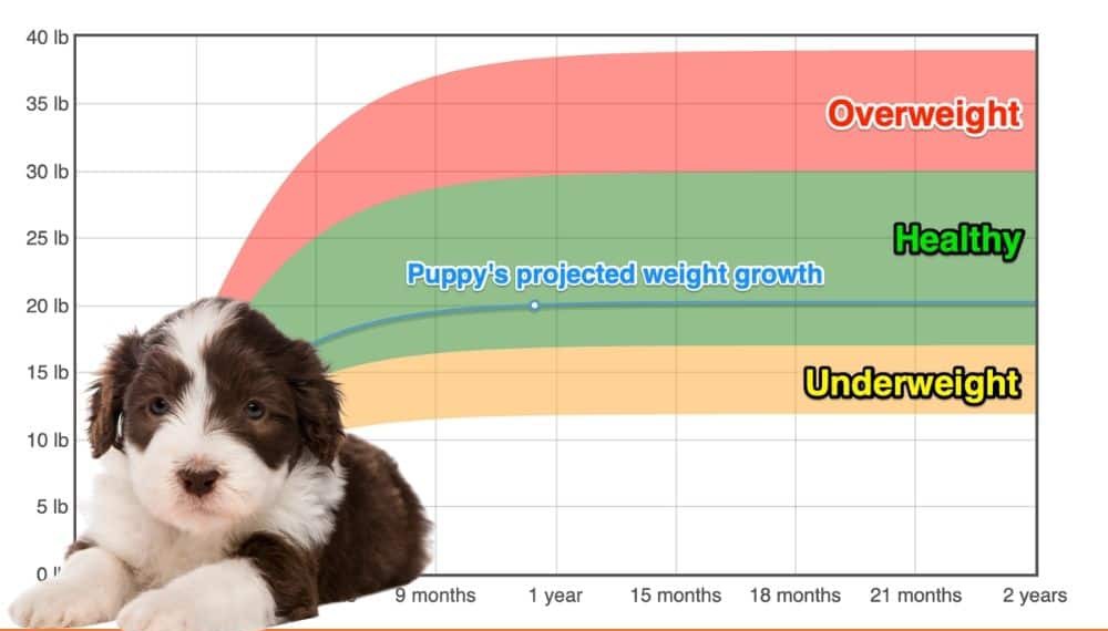 Bearded Collie Weight+Growth Chart 2026 - How Heavy Will My Bearded ...