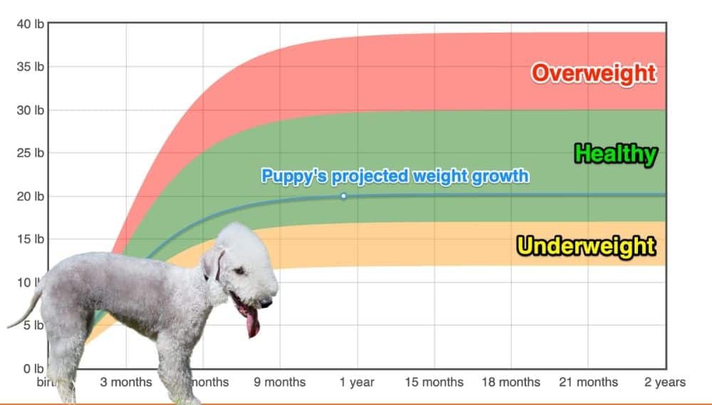 Bedlington Terrier Weight+Growth Chart 2026 - How Heavy Will My ...