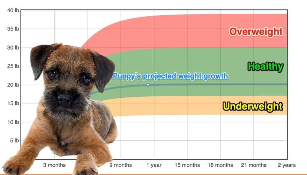 Border Terrier Weight+Growth Chart 2026 - How Heavy Will My Border ...