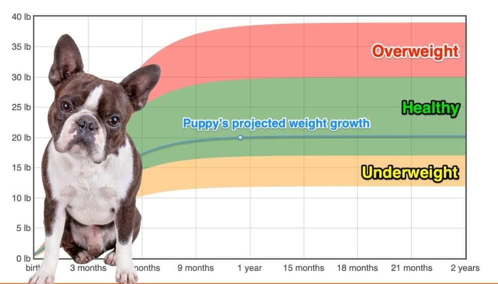 Boston Terrier Weight+Growth Chart 2025 - How Heavy Will My Boston ...