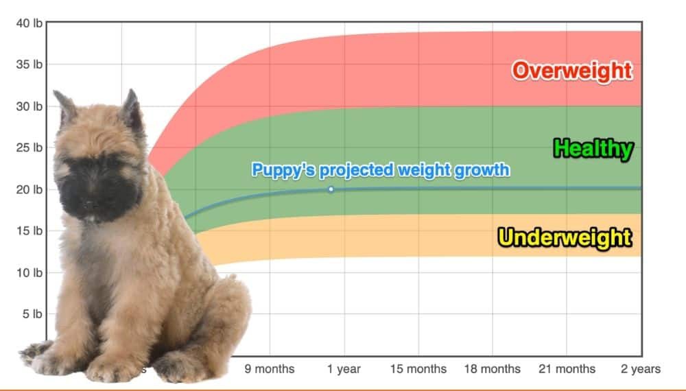 Bouvier Des Flandres Weight+Growth Chart 2026 - How Heavy Will My ...