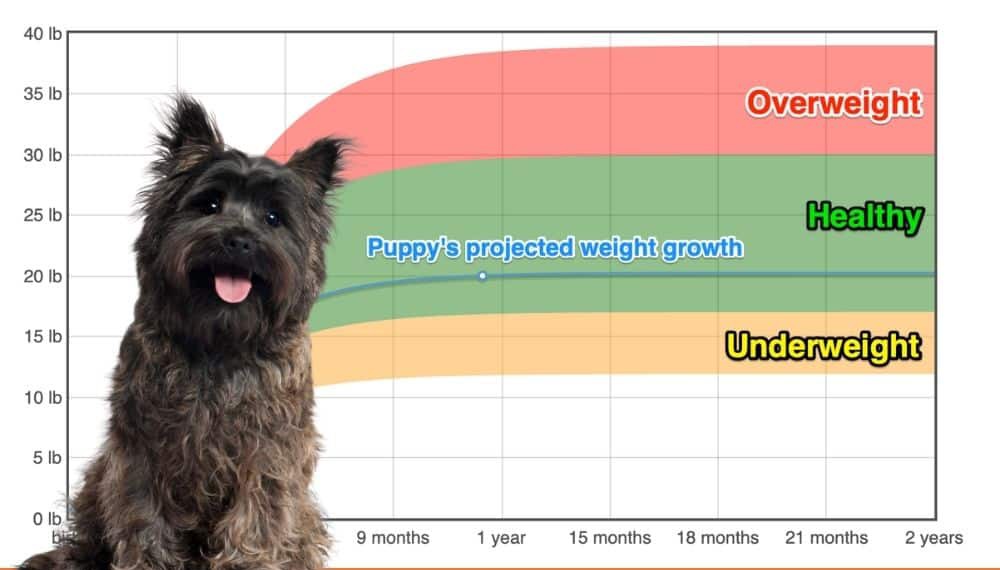 Cairn Terrier Weight+Growth Chart 2026 - How Heavy Will My Cairn ...