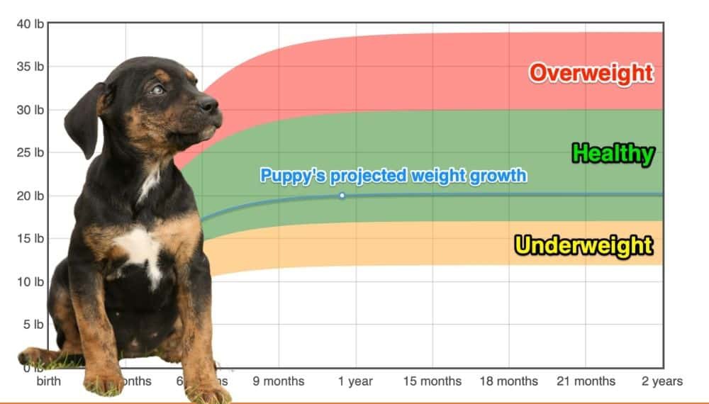 Catahoula Leopard Dog Weight+Growth Chart 2025 - How Heavy Will My ...