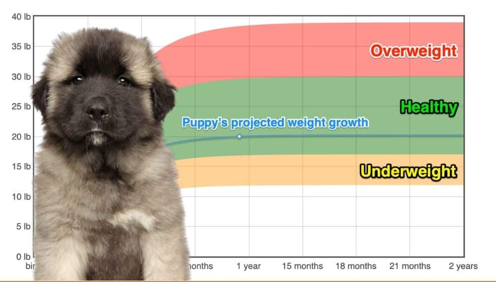 Caucasian Shepherd Weight Chart Hotsell | www.danzhao.cc