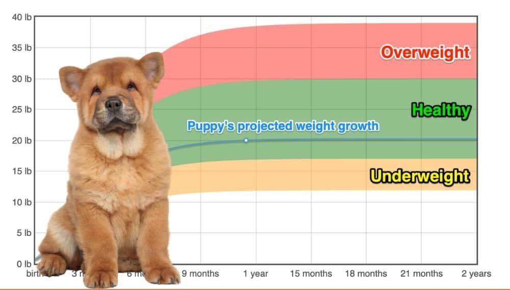 Chow Chow Weight+Growth Chart 2024 - How Heavy Will My Chow Chow Weigh ...