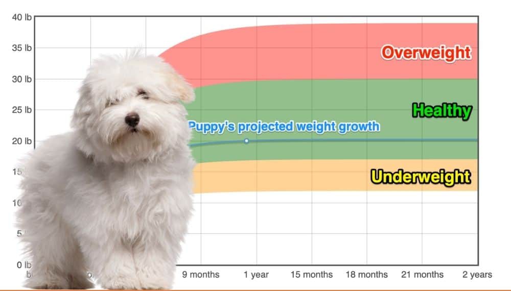 Coton De Tulear Weight+Growth Chart 2025 - How Heavy Will My Coton De ...