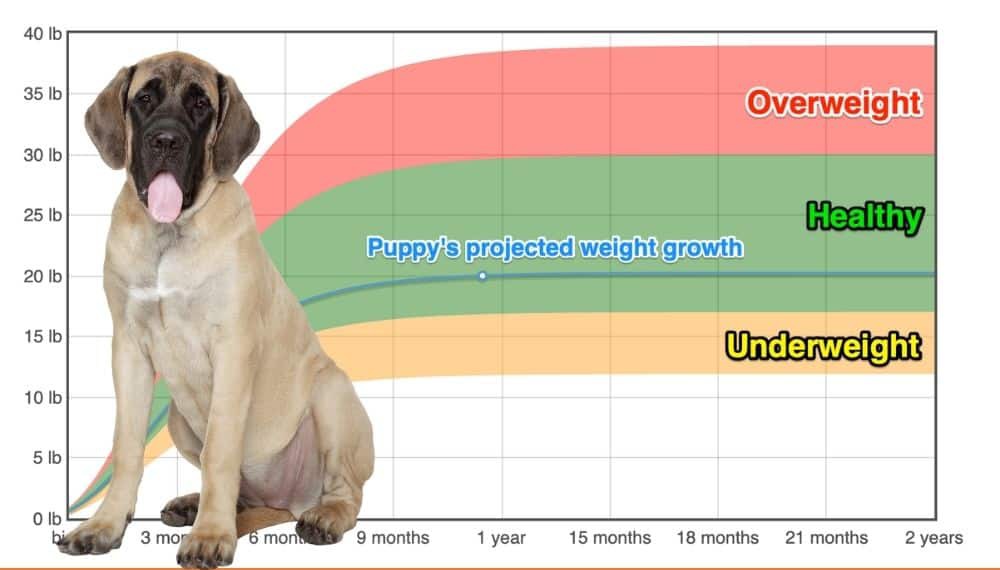 English Mastiff Weight+Growth Chart 2025 - How Heavy Will My English ...