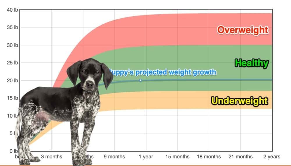 German Shorthaired Pointer Weight+Growth Chart 2025 - How Heavy Will My ...