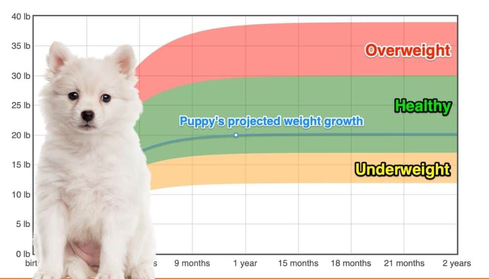 How Big To Japanese Spitz Grow