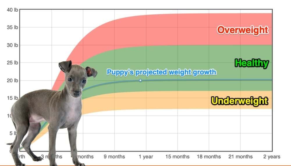 What Age Do Italian Greyhounds Stop Growing