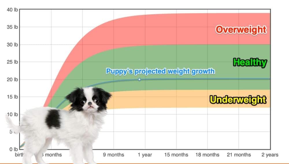 Japanese Chin Weight+Growth Chart 2025 - How Heavy Will My Japanese ...