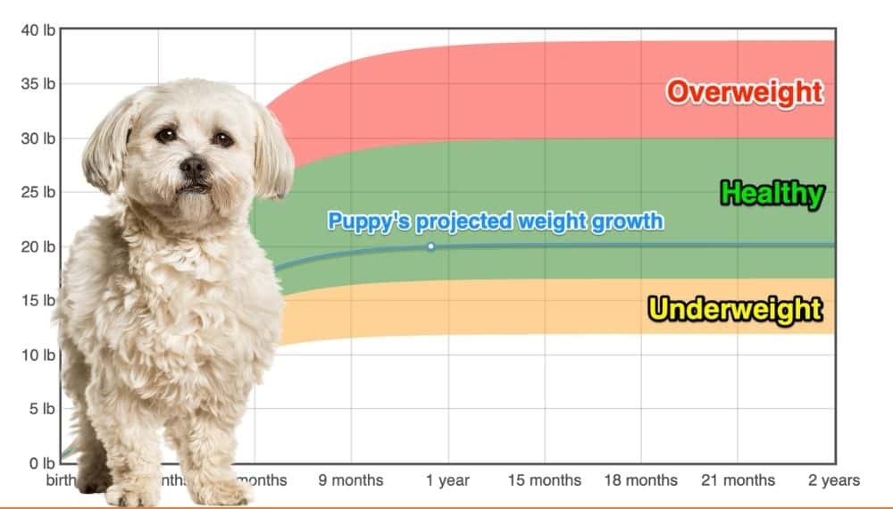 Kyi Leo Weight+Growth Chart 2024 - How Heavy Will My Kyi Leo Weigh ...