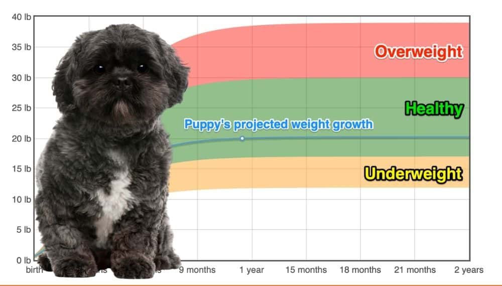 Lhasa Apso Weight+Growth Chart 2025 - How Heavy Will My Lhasa Apso ...