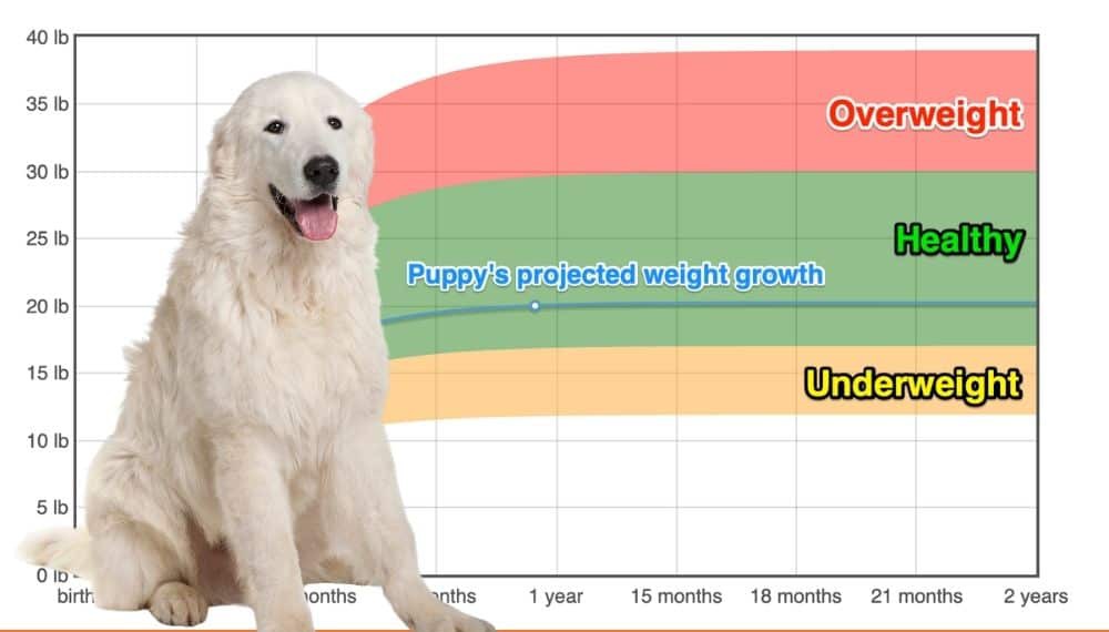 Maremma Sheepdog Weight+Growth Chart 2025 - How Heavy Will My Maremma ...