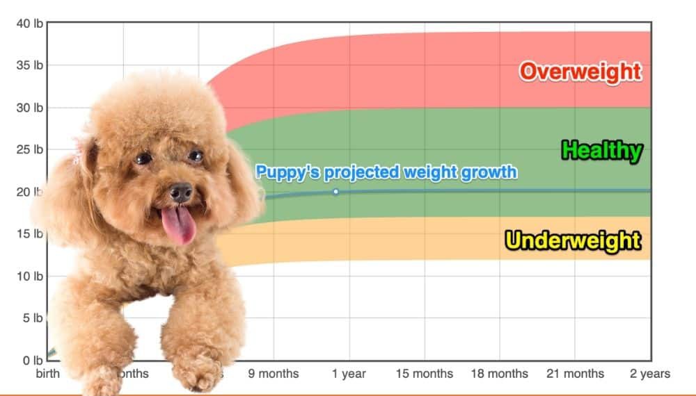Miniature Poodle Weight+Growth Chart 2025 - How Heavy Will My Miniature ...