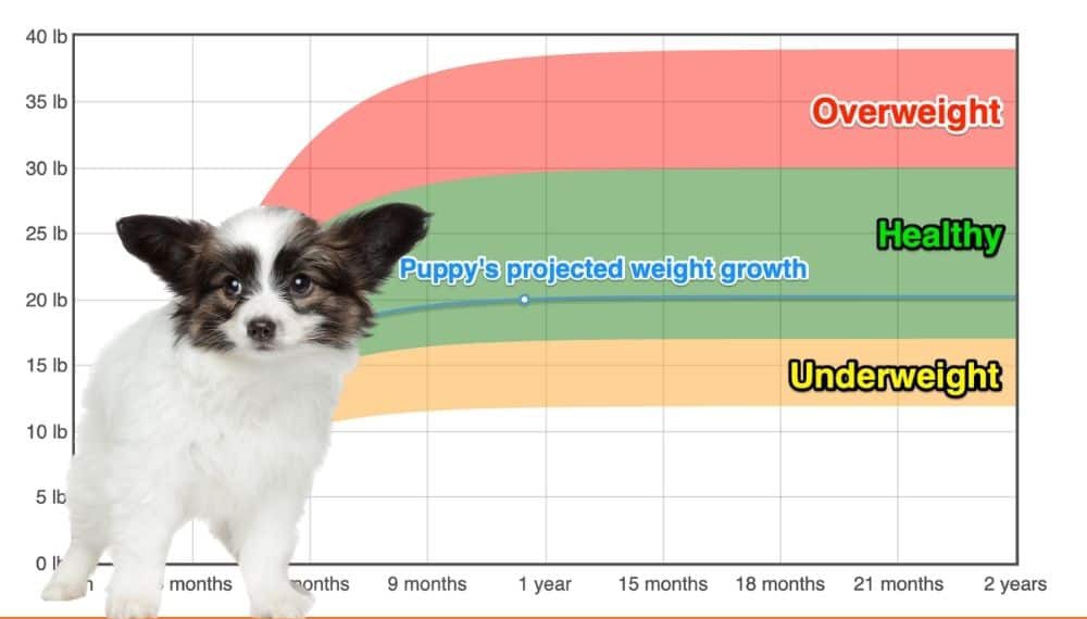Papillon Weight+Growth Chart 2025 - How Heavy Will My Papillon Weigh ...