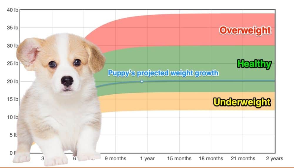 Pembroke Welsh Corgi Weight+Growth Chart 2025 - How Heavy Will My ...