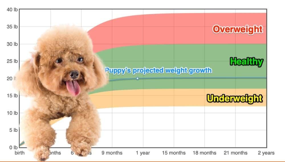Standard Poodle Weight+Growth Chart 2022 - How Heavy Will My Standard ...