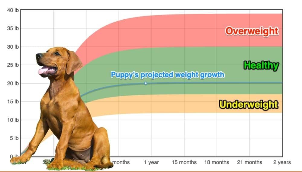 How Much Should I Feed My Rhodesian Ridgeback