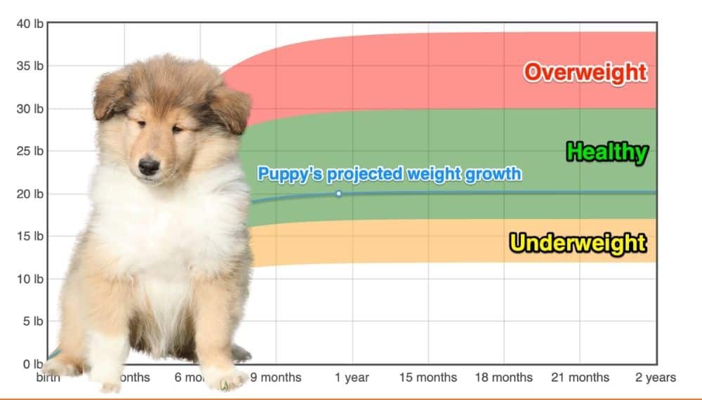 Rough Collie Weight+Growth Chart 2025 - How Heavy Will My Rough Collie ...