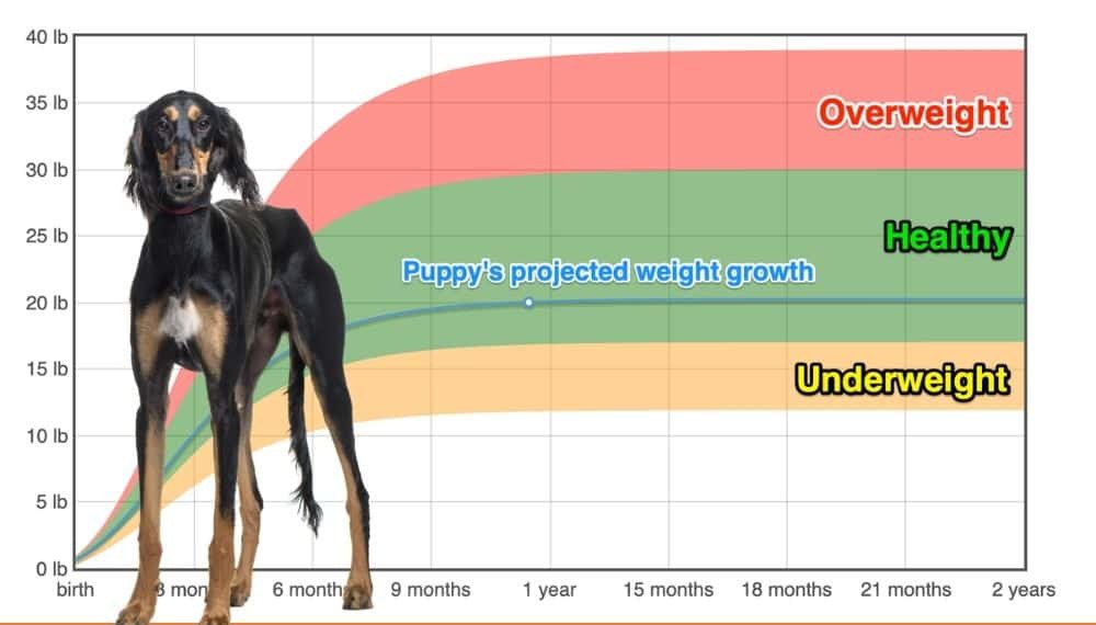 Saluki Weight+Growth Chart 2026 - How Heavy Will My Saluki Weigh? | The ...