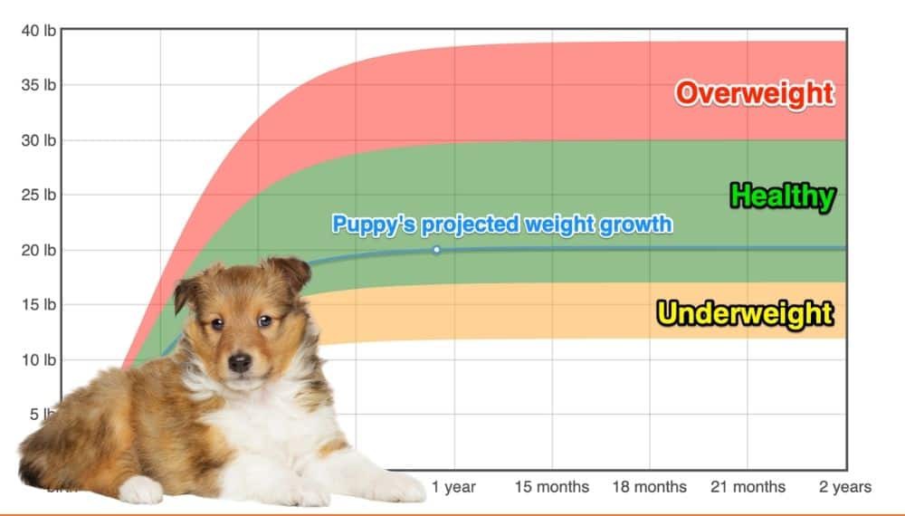 Shetland Sheepdog Weight+Growth Chart 2025 - How Heavy Will My Shetland ...