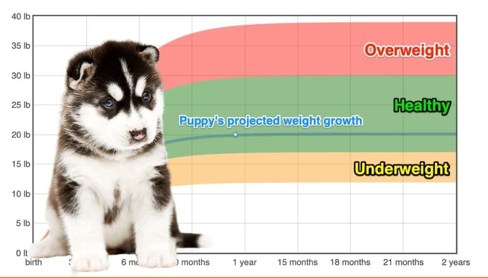 Siberian Husky Weight+Growth Chart 2022 - How Heavy Will My Siberian ...