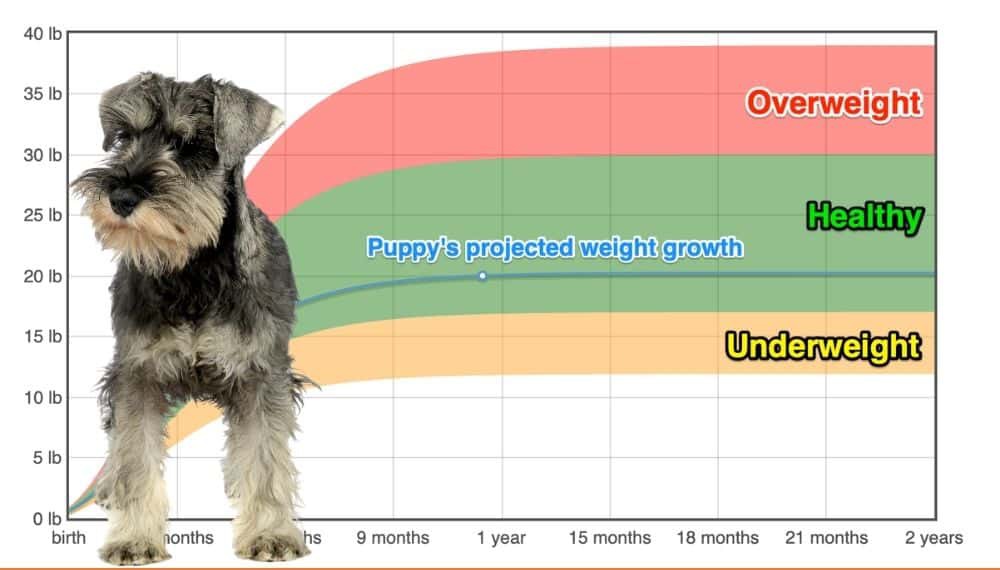 Standard Schnauzer Weight+Growth Chart 2025 - How Heavy Will My ...