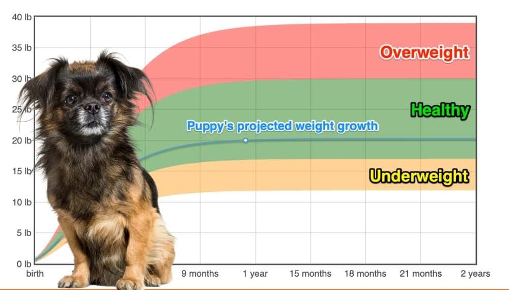 Tibetan Spaniel Weight+Growth Chart 2026 - How Heavy Will My Tibetan ...