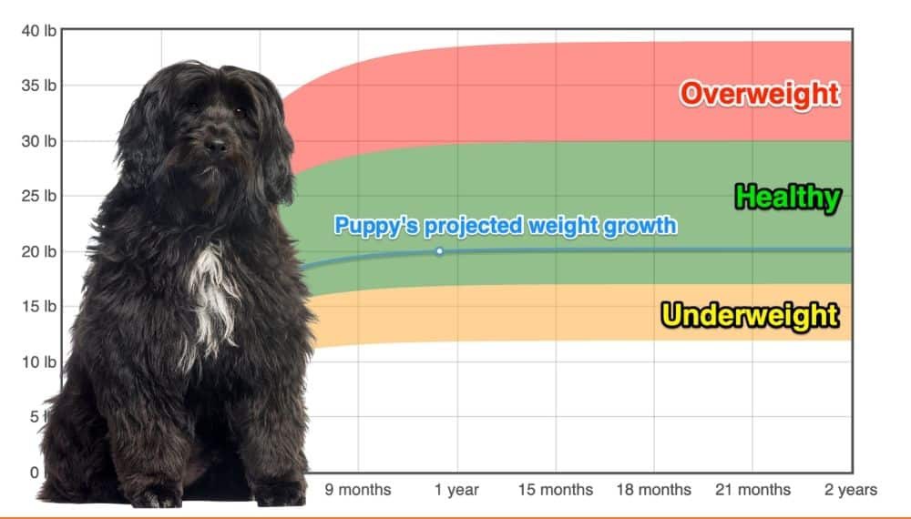 Tibetan Terrier Weight+Growth Chart 2026 - How Heavy Will My Tibetan ...
