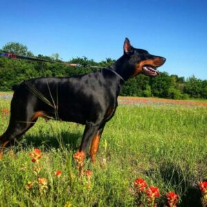 6 Colors And Patterns Of A Doberman Pinscher - The Goody Pet