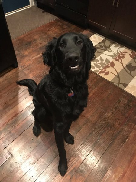 13 Astounding Colors And Patterns Of A Labrador Retriever - The Goody Pet