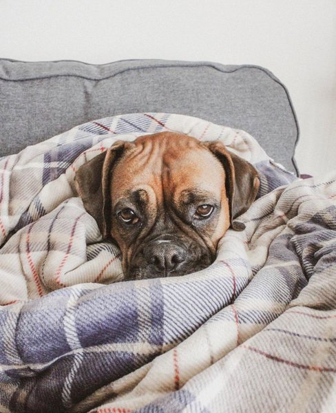 Why Do Dogs Throw Up? 34 Reasons For This Behavior - The Goody Pet