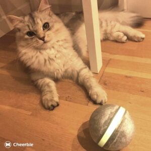 Strange But Beautiful: 11 Exotic Russian Cat Breeds - The Goody Pet