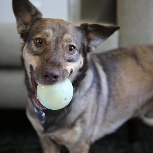 15 Australian Dog Breeds: Outback Edition - The Goody Pet