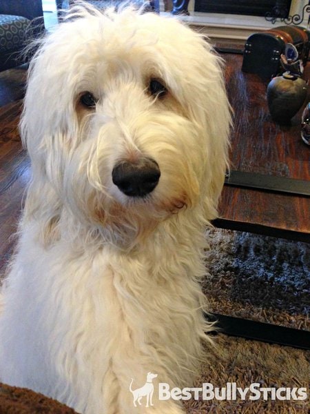 15 Australian Dog Breeds: Outback Edition - The Goody Pet