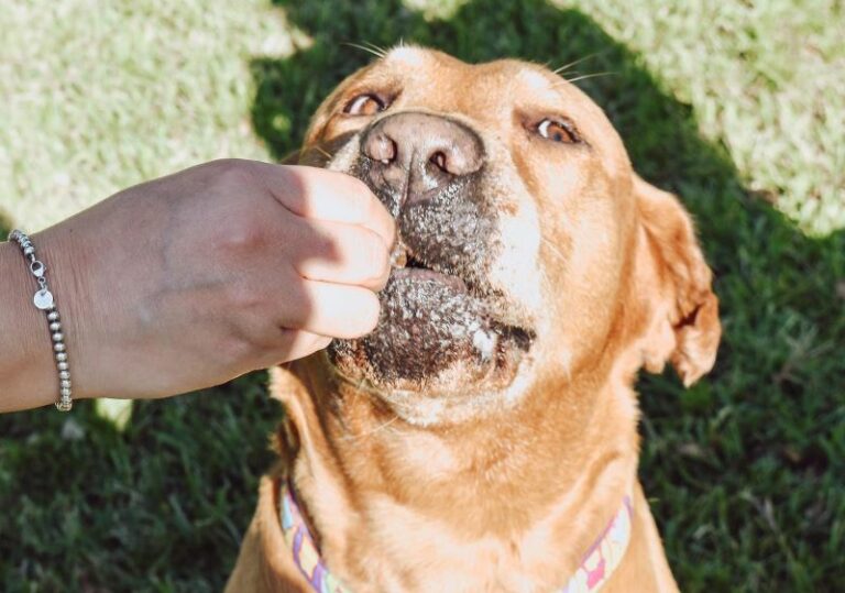 26 Fast Ways To Calm Your Restless Dog [2022: Guide] - The Goody Pet 2022