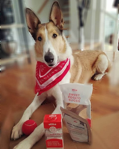 51 Shepherd Dog Breeds: America's Top Dog! - The Goody Pet