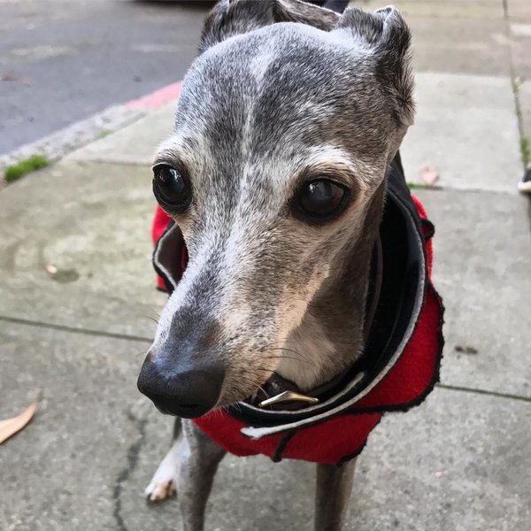 17 Most Popular Italian Dog Breeds - Recognize Them All? - The Goody Pet