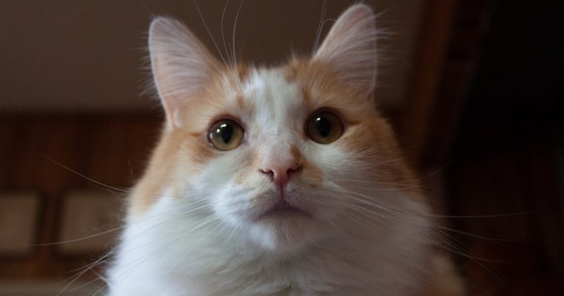 51 Most Popular Cat Breeds, According to the Internet - The Goody Pet