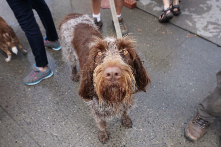 17 Most Popular Italian Dog Breeds - Recognize Them All? - The Goody Pet