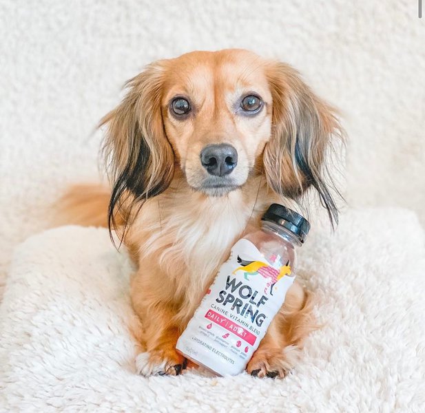 31 Low Maintenance Dog Breeds For Extremely Busy People - The Goody Pet